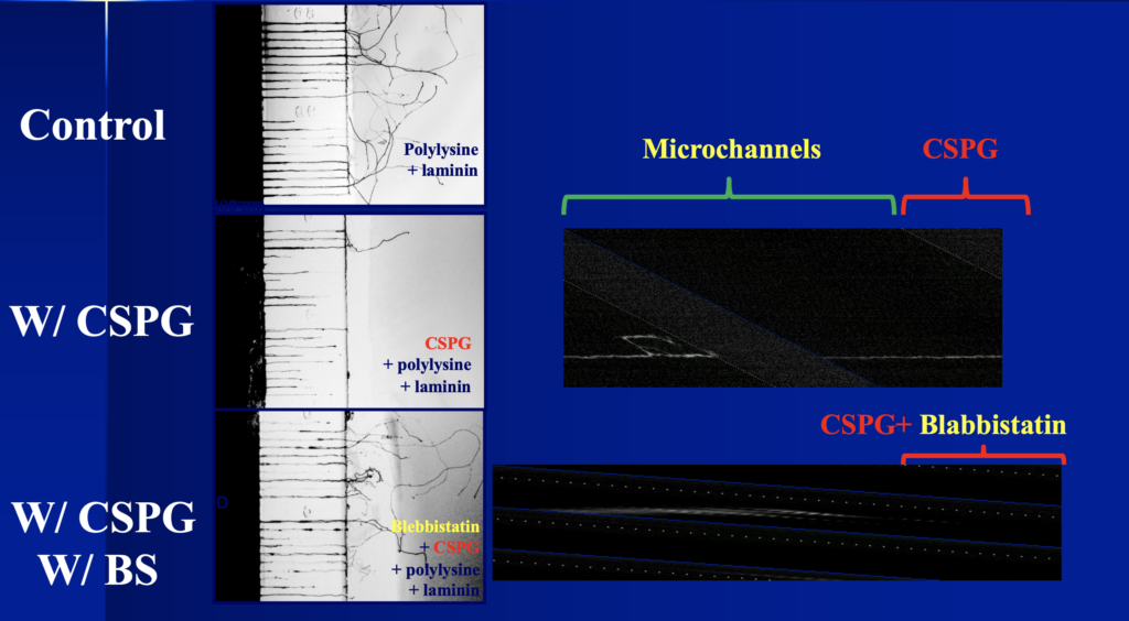 Identification of Drugs for Axon Growth and Chemotherapy-Induced ...