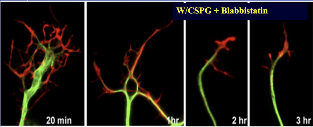 Identification of Drugs for Axon Growth and Chemotherapy-Induced ...