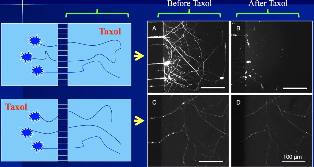 Identification of Drugs for Axon Growth and Chemotherapy-Induced ...